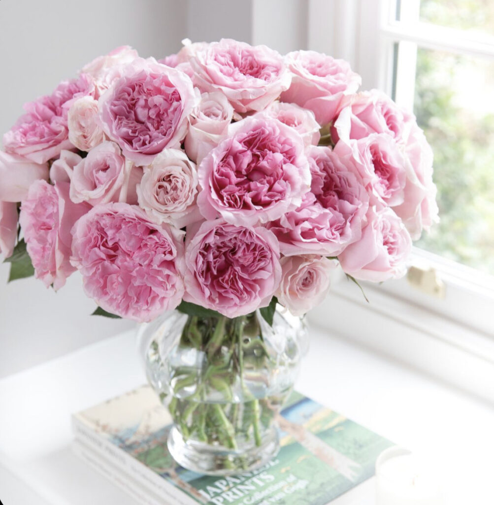 Miranda Rose ( ดอกกุหลาบมิรันดา) – Pearl Florist House